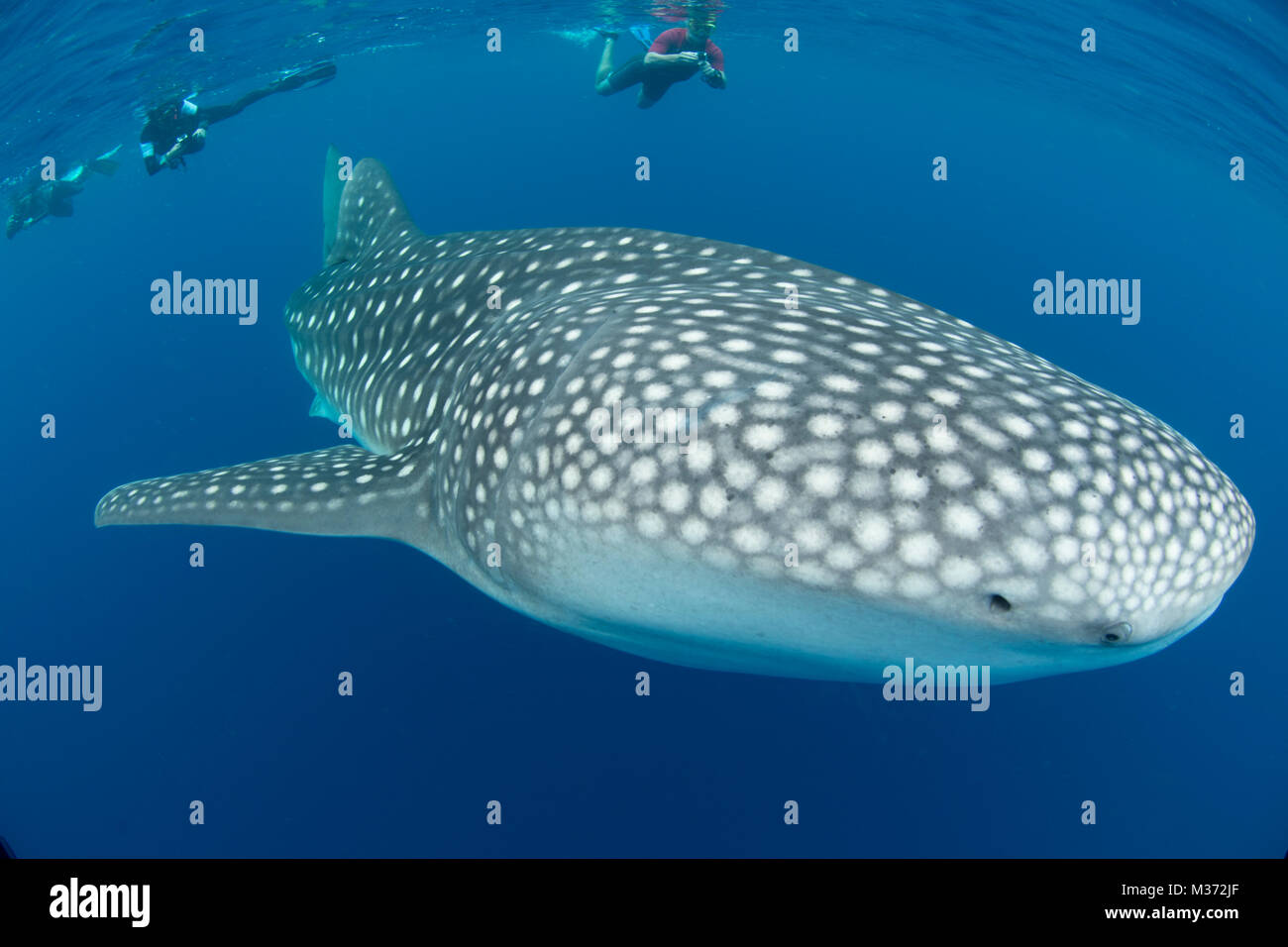 L'alimentation du requin-baleine au large de Nosy Be être Madagascar ...