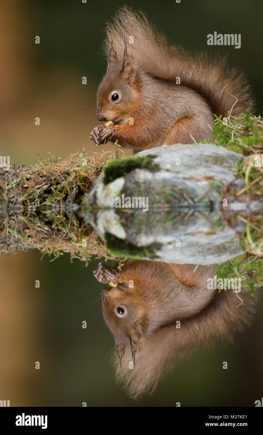 Réflexion d'écureuil Banque de photographies et d’images à haute ...