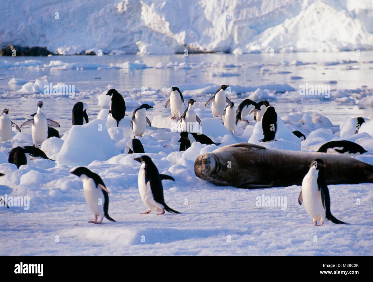 Pingouins sur la banquise Banque de photographies et d’images à haute ...