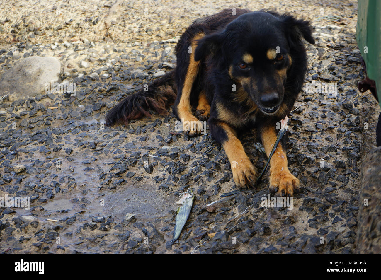 Poisson chien Banque de photographies et d’images à haute résolution ...