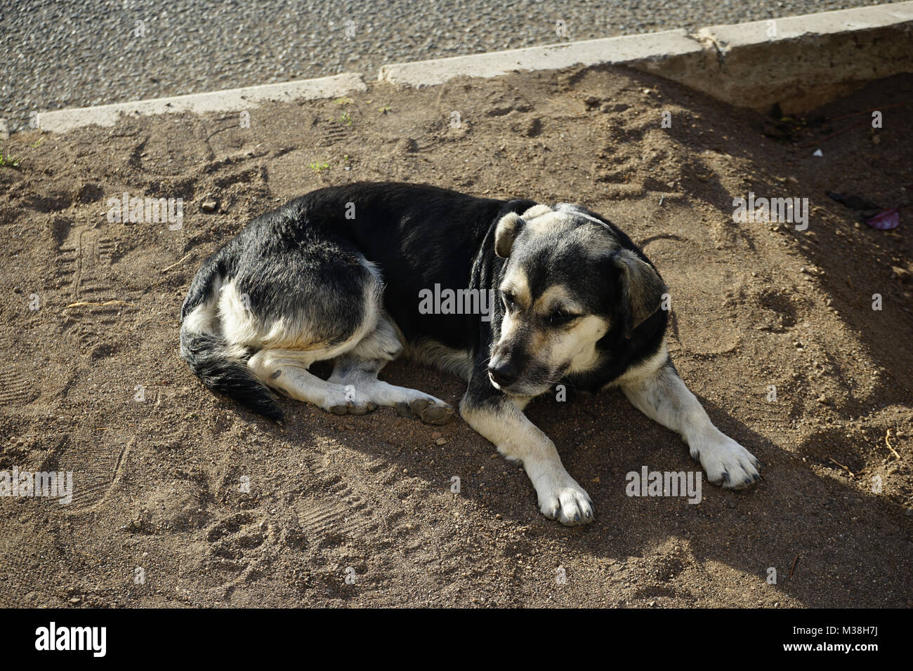 Chien de rue noir Banque de photographies et d’images à haute ...