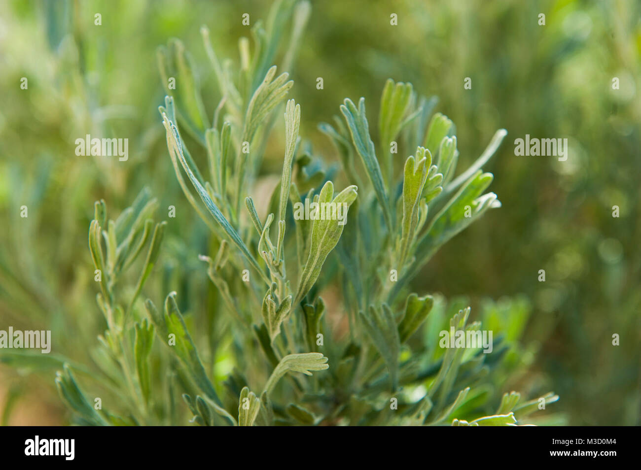 Grande armoise artemisia tridentata Banque de photographies et d’images ...