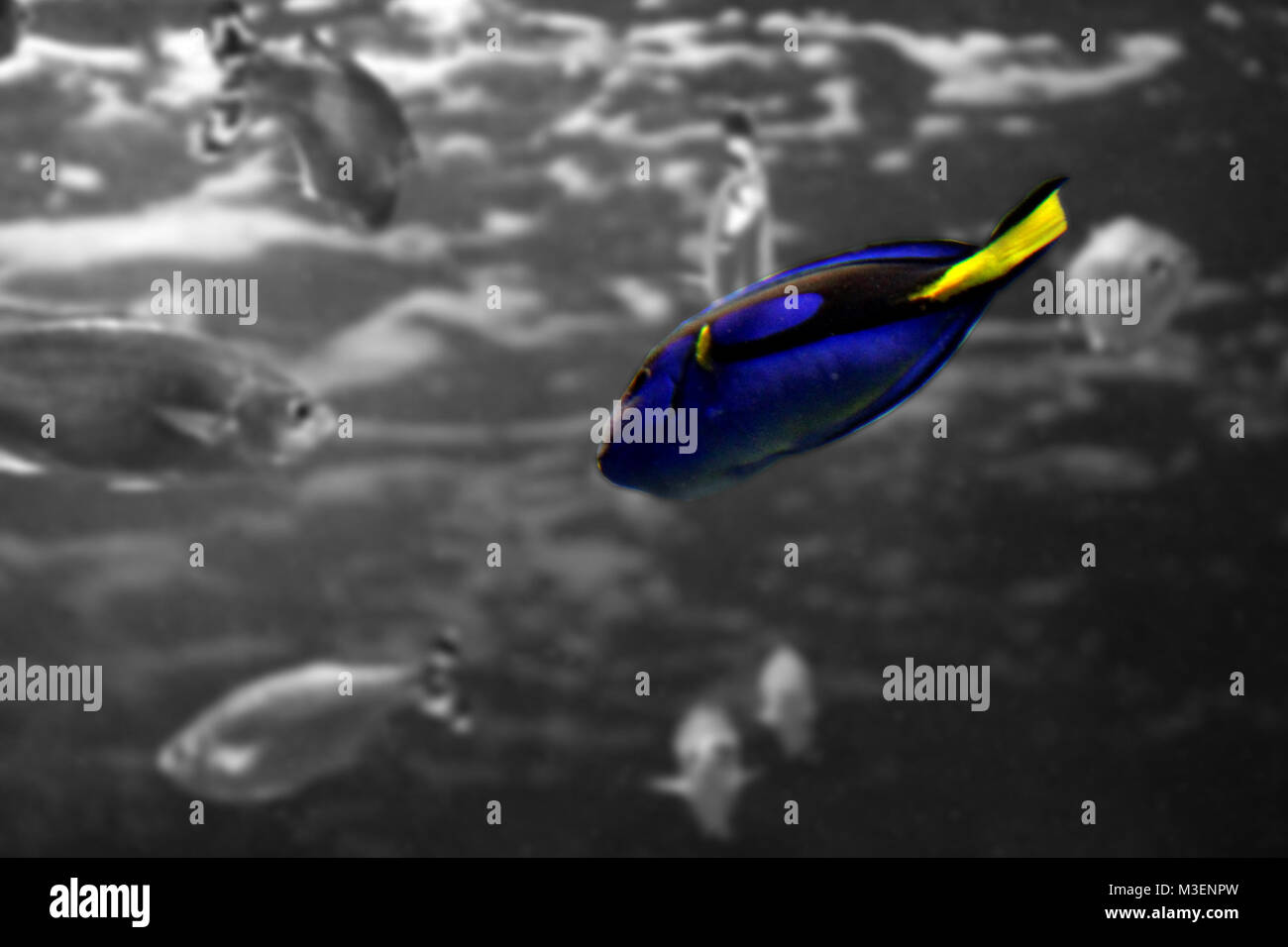 Petits poissons de la mer Banque de photographies et d’images à haute ...