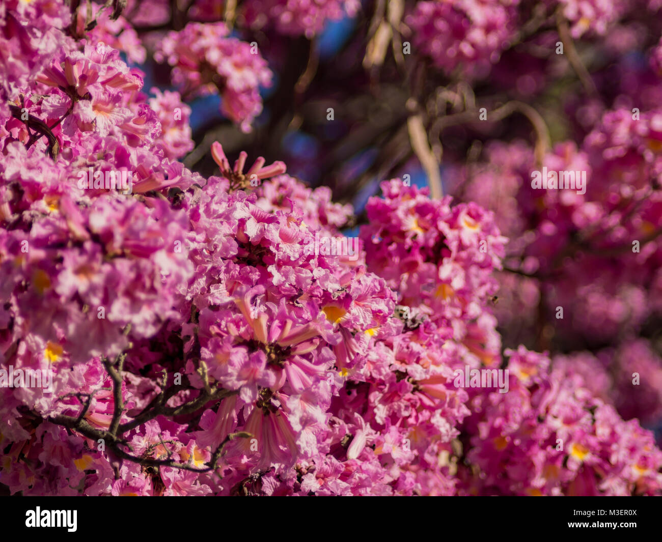 Fleur de tabebuia rosea Banque de photographies et d’images à haute ...