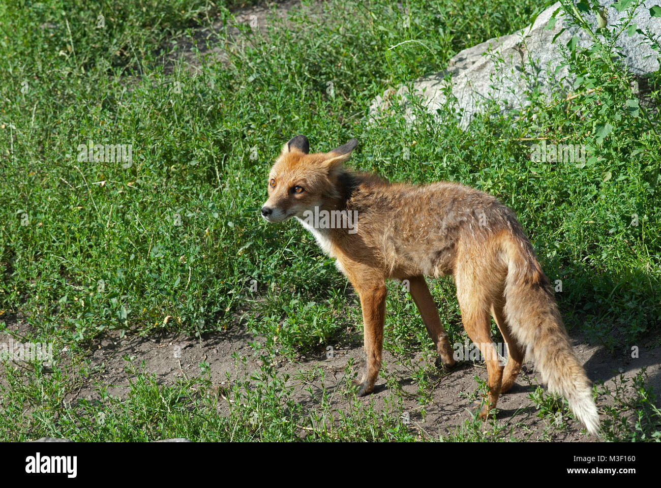 Skansen zoo Banque de photographies et d’images à haute résolution - Alamy