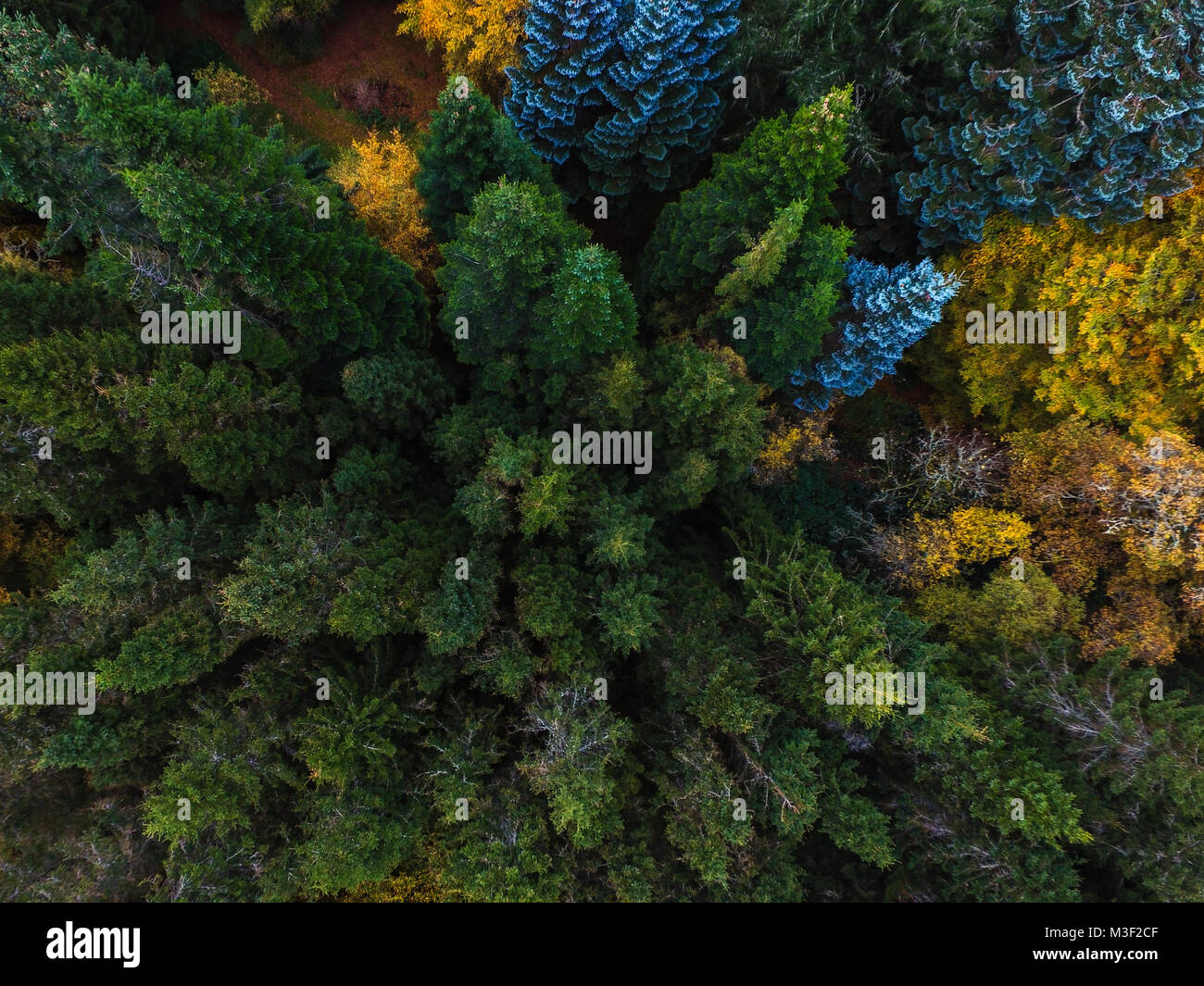 La cime des arbres Banque de photographies et d’images à haute ...