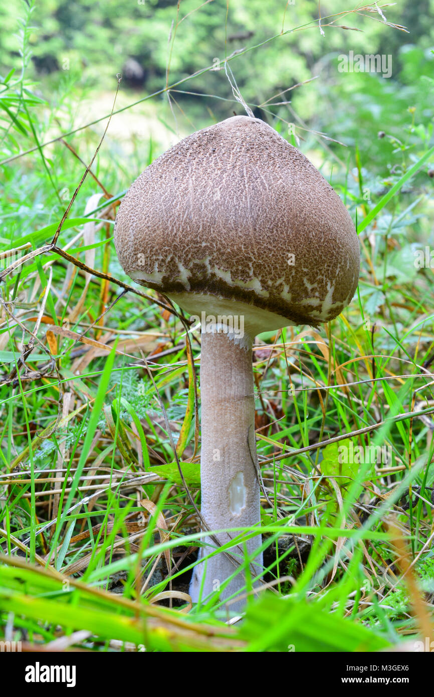Champignon des prés Banque de photographies et d’images à haute ...