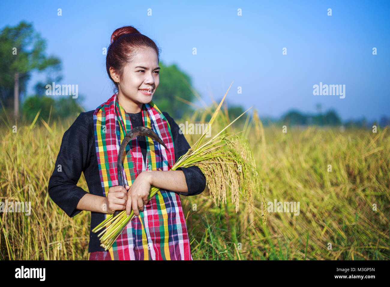 Femme agriculteur en utilisant faucille pour la récolte du riz en ...