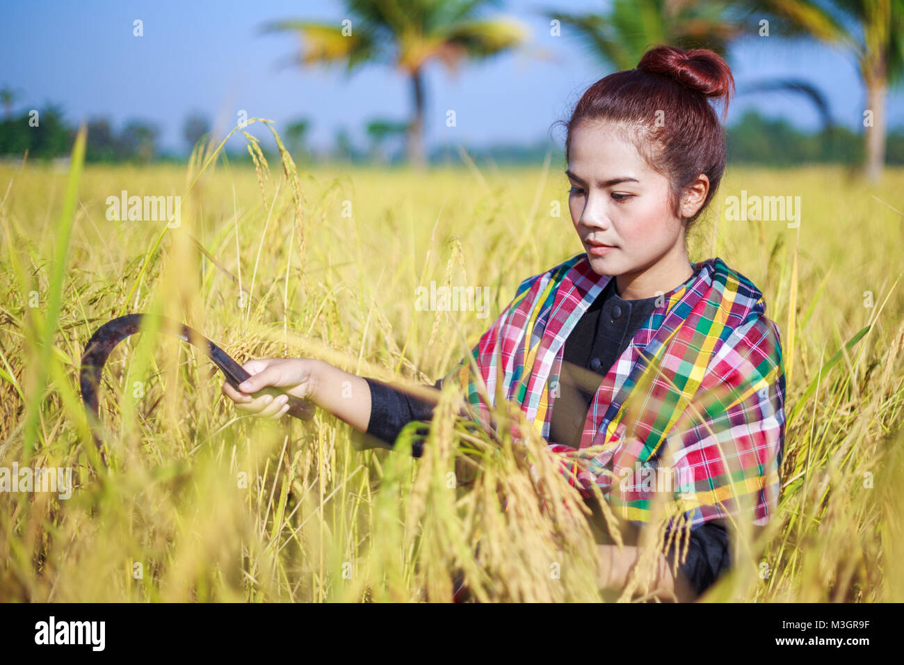Femme agriculteur en utilisant faucille pour la récolte du riz en ...