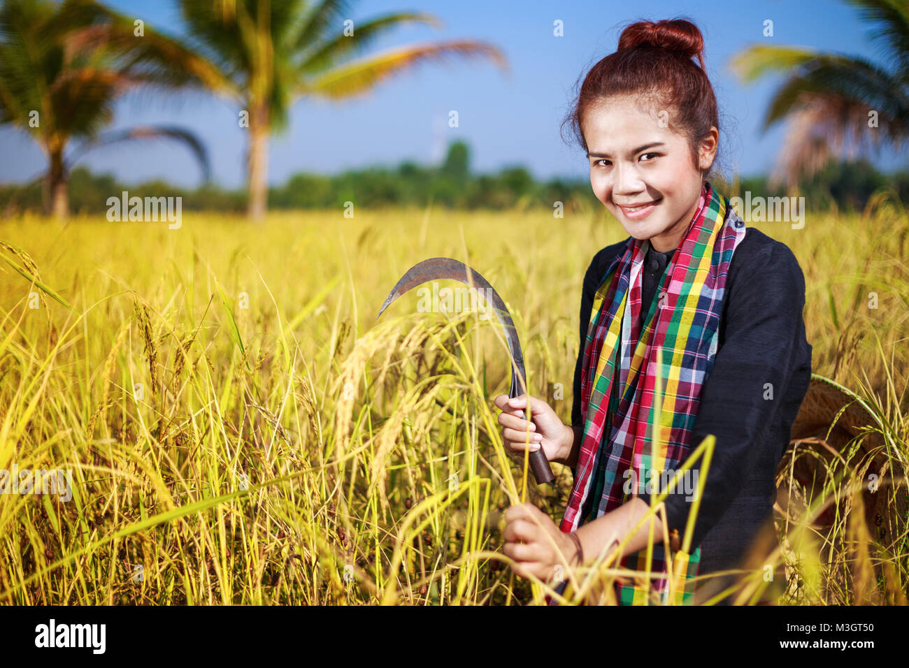 Femme agriculteur en utilisant faucille pour la récolte du riz en ...