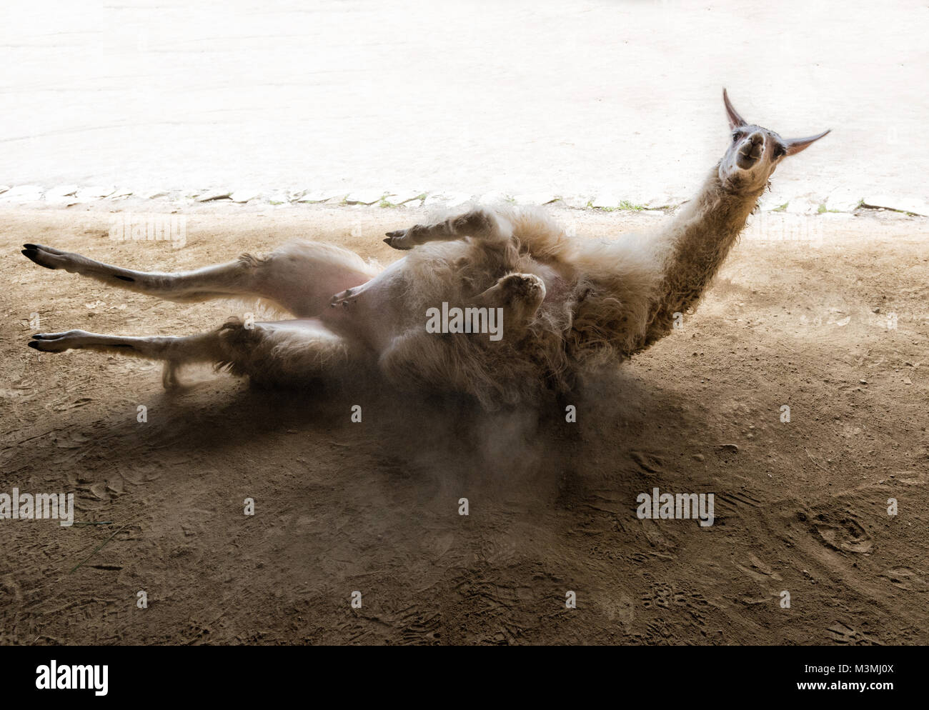 Lama Peru Banque d'image et photos - Alamy