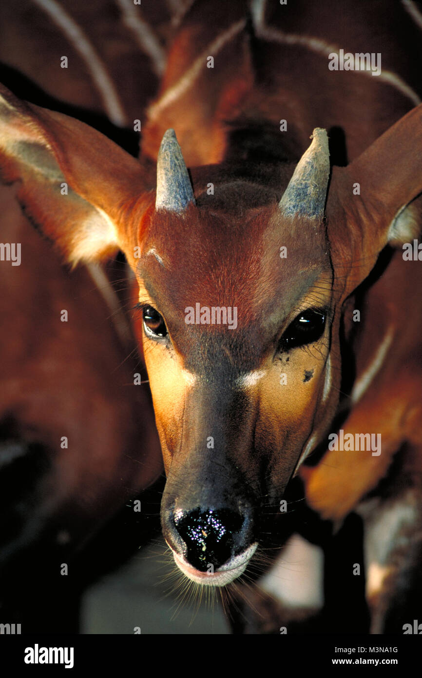 Bongos bongo Banque de photographies et d’images à haute résolution - Alamy