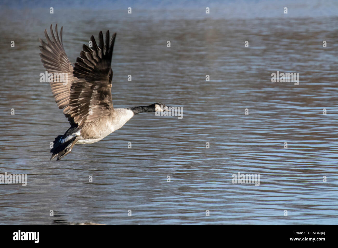 Branta oies Banque de photographies et d’images à haute résolution - Alamy