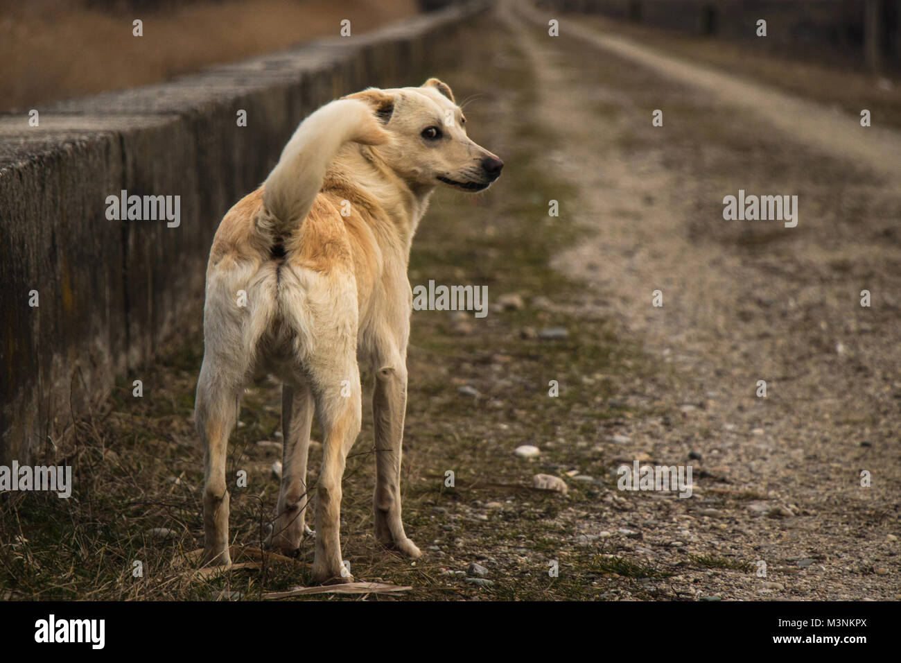 Chien jaune Banque de photographies et d’images à haute résolution - Alamy