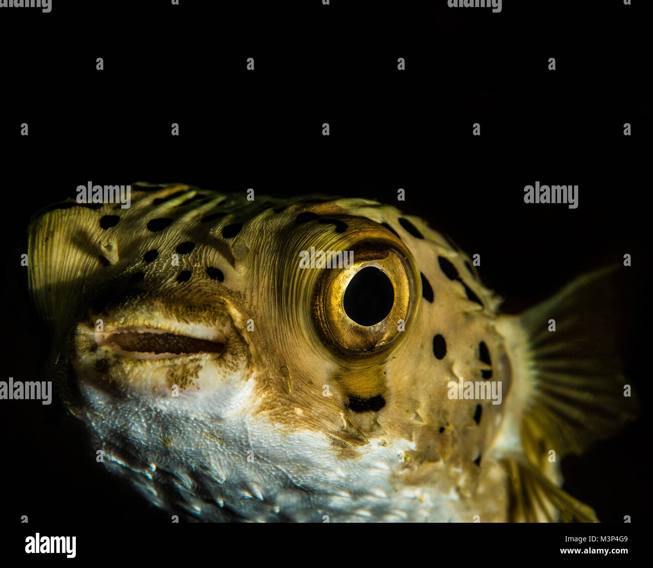 Poisson Burr Banque d'image et photos - Alamy