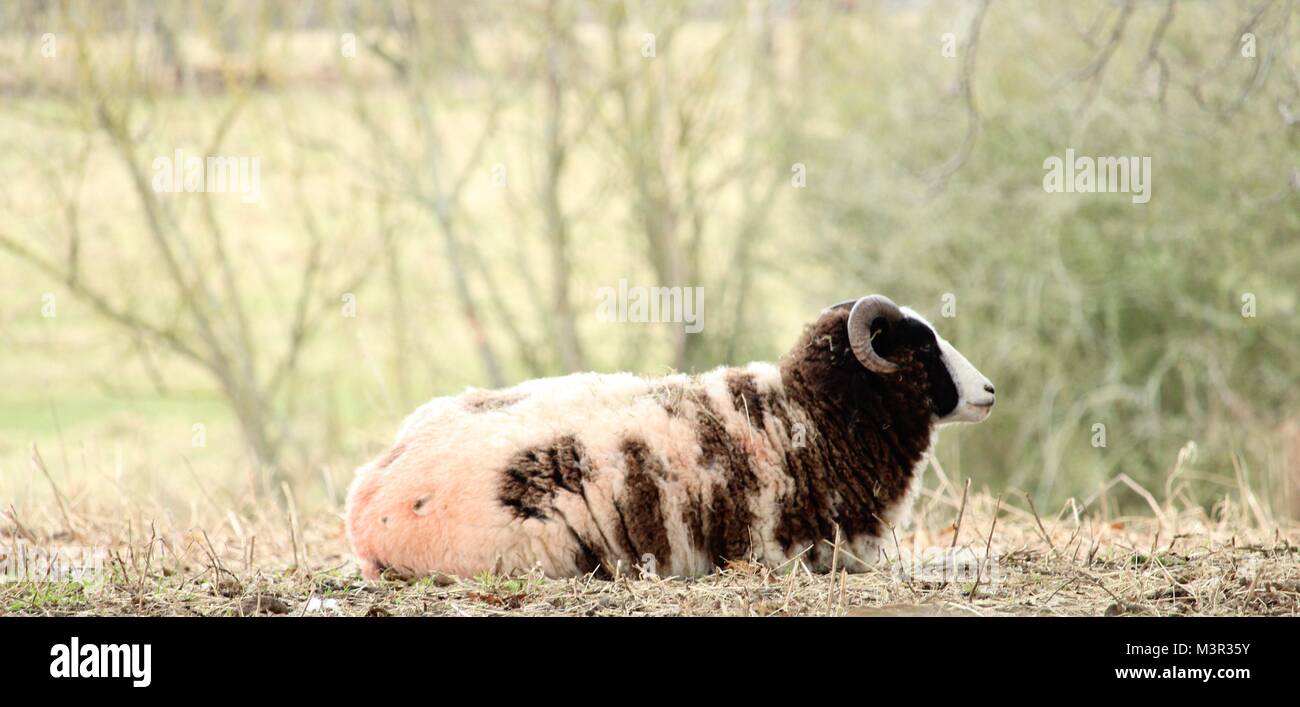 Jacob sheep six Banque de photographies et d’images à haute résolution ...
