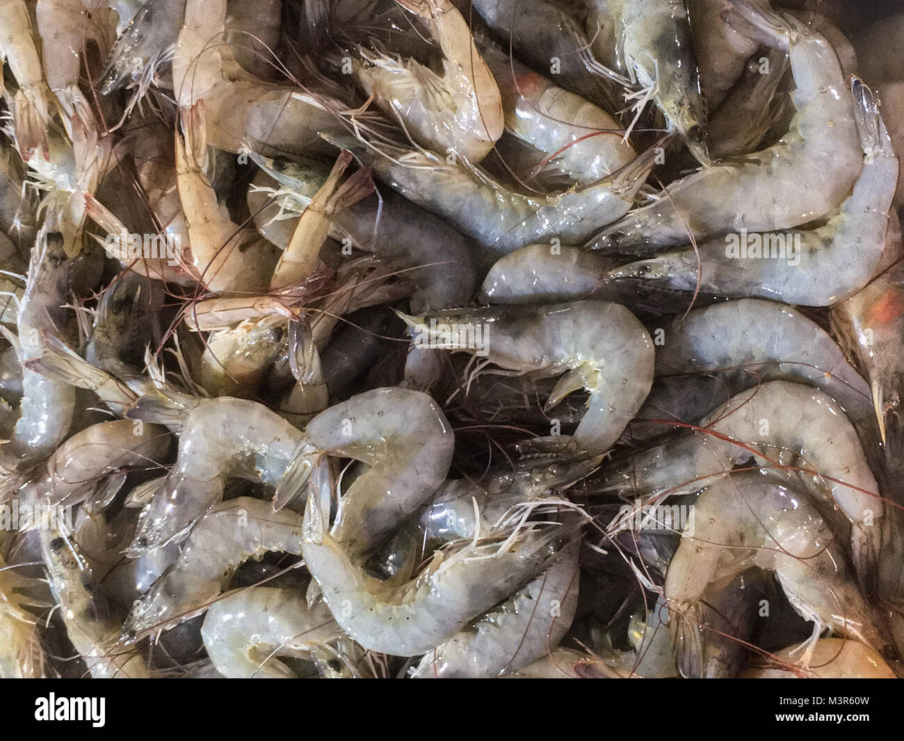 élevage de crevettes Banque de photographies et d’images à haute ...