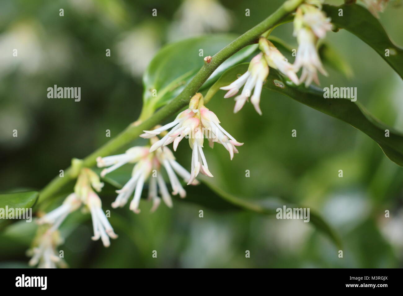 Sarcococca confusa Banque de photographies et d’images à haute ...