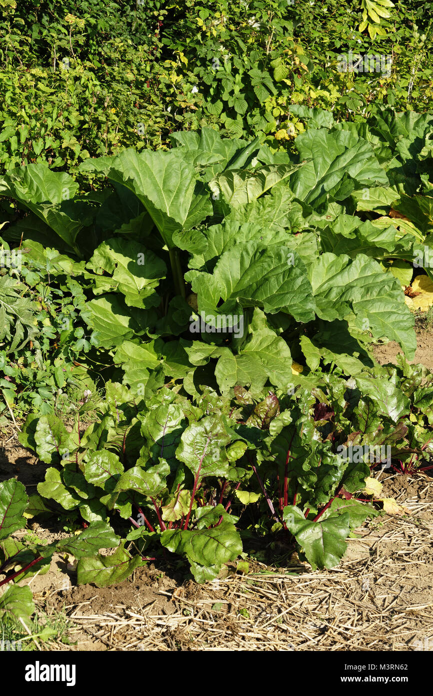 Betterave rouge beta vulgaris var rubra Banque de photographies et d ...