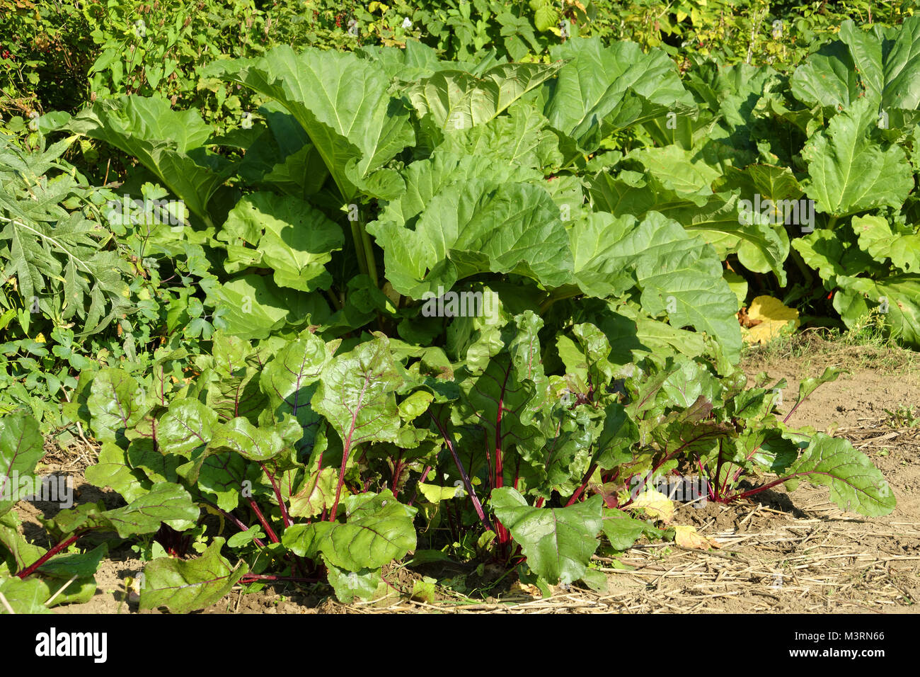 La racine de betterave rouge (Beta vulgaris var. rubra) et de rhubarbe ...