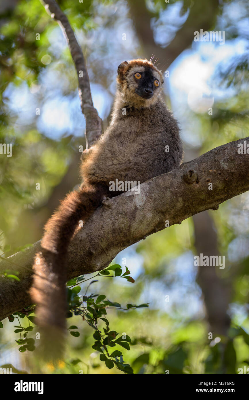 Lémurien Eulemur rufus - rouge, Tsingy de Behamara, Madagascar. Primate ...