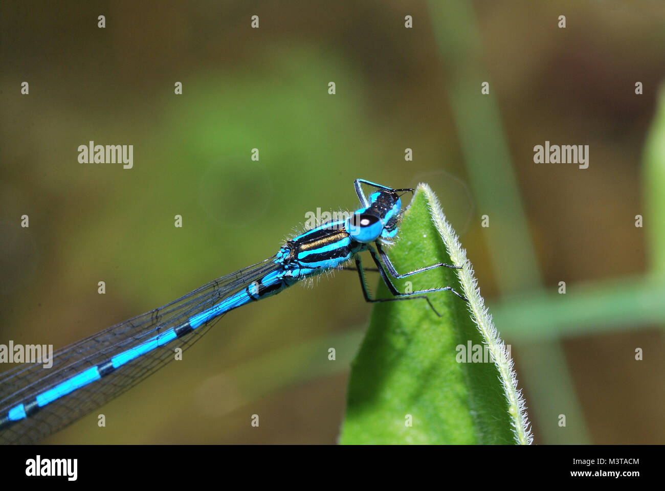 Petite libellule bleue se trouve sur la dimension des feuilles de grand ...