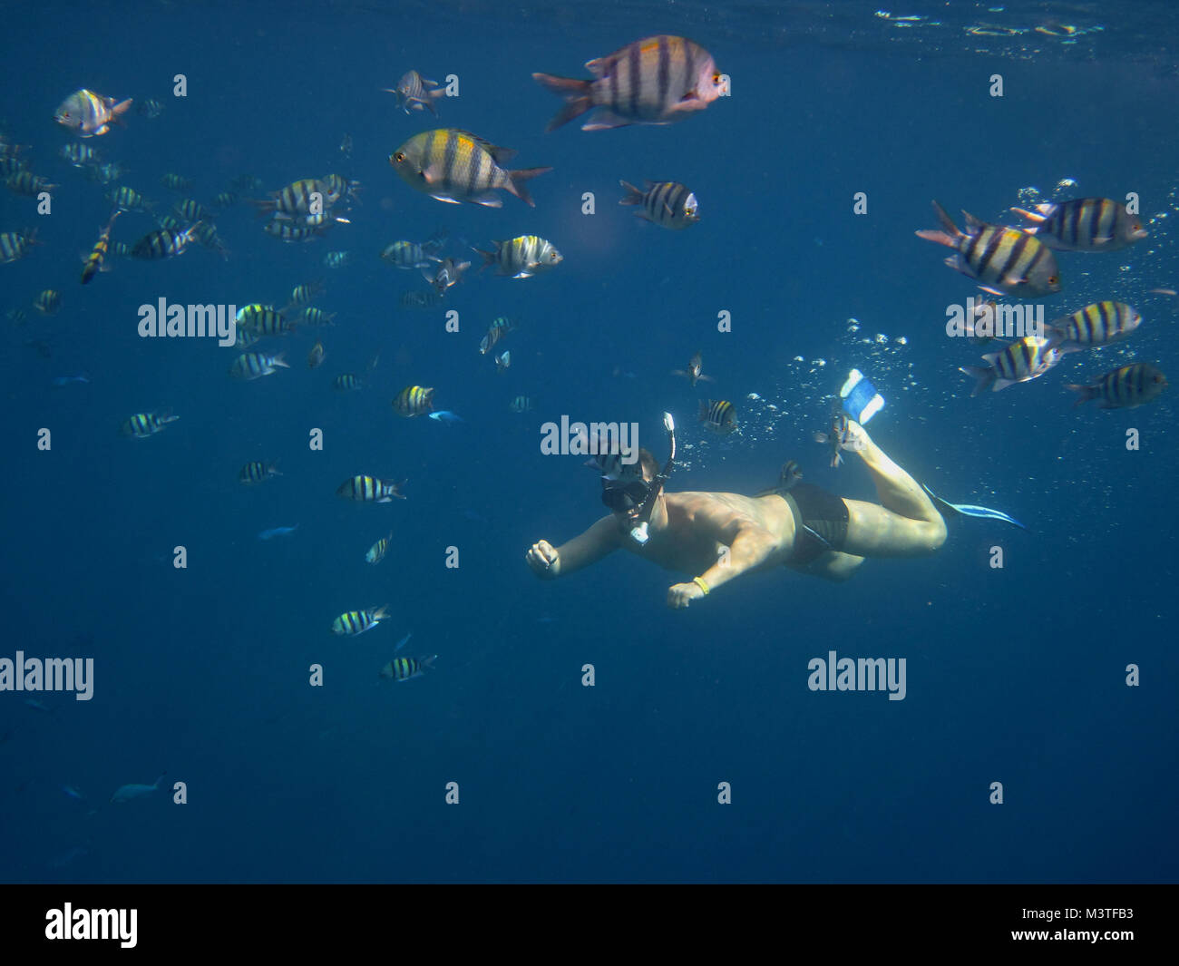 Plongée avec tuba dans la mer Rouge entre de nombreux poissons colorés ...