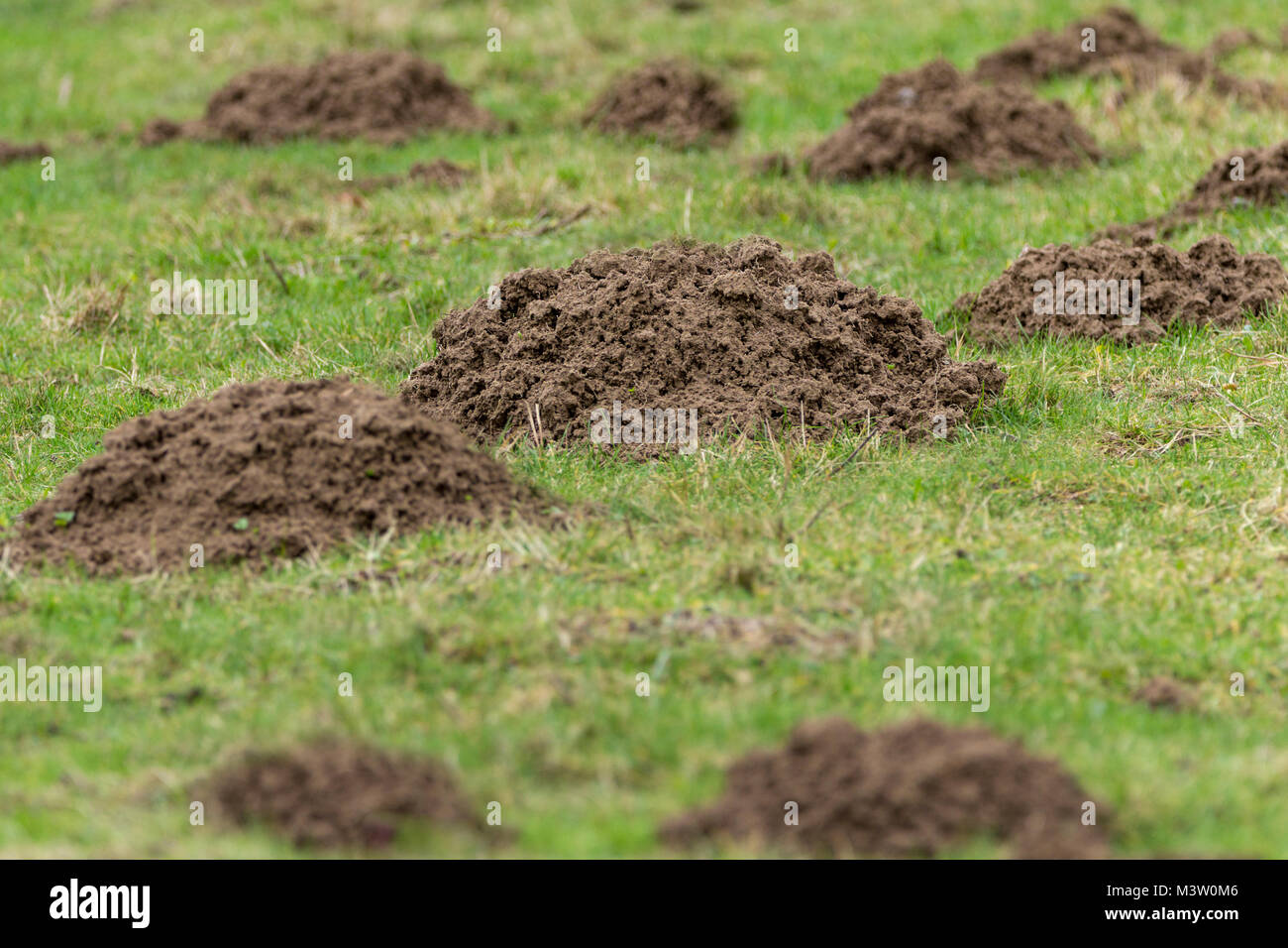 Ces mole hills prennent naissance partout une petite zone de prairie à ...