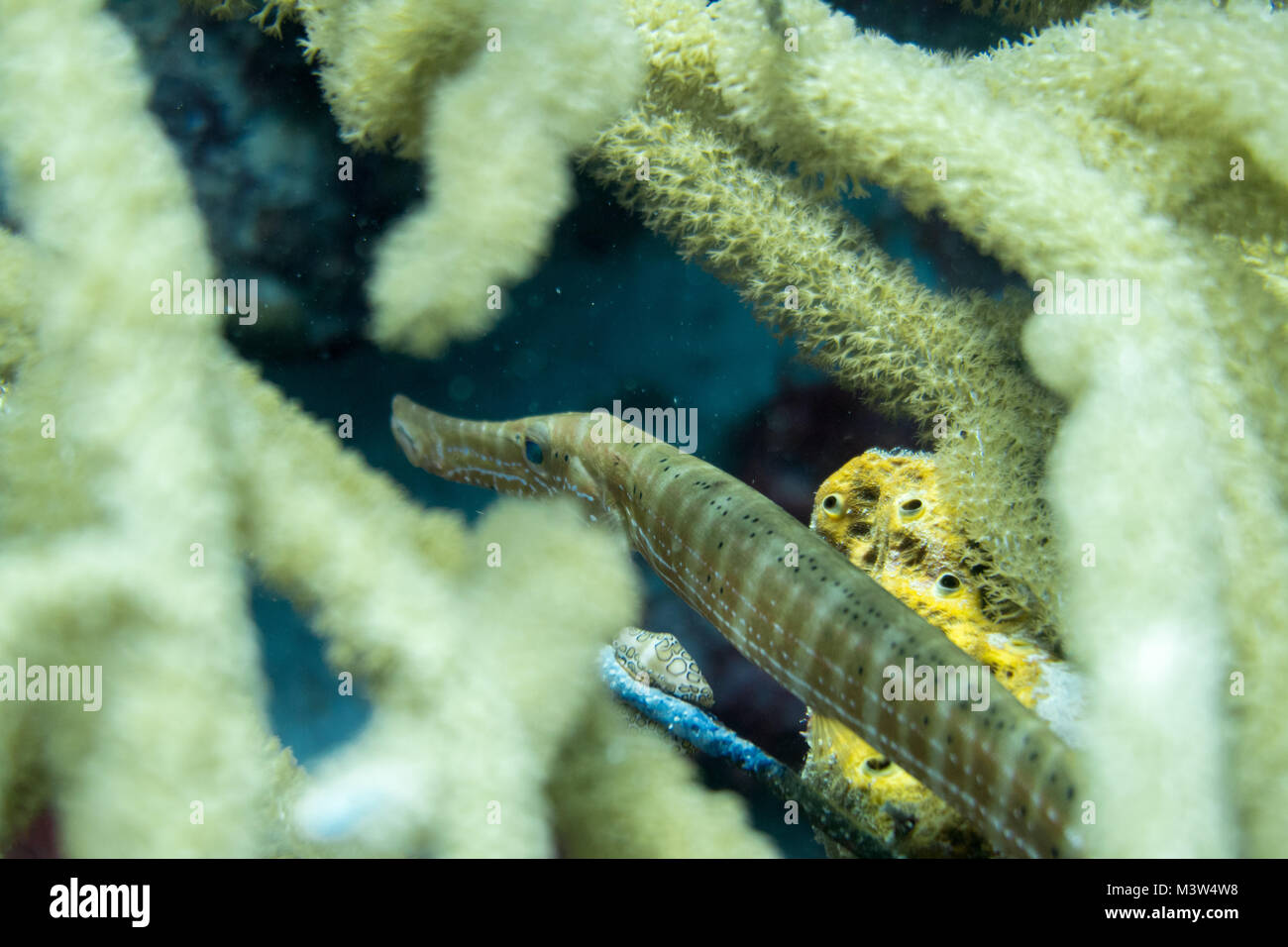 Les poissons-trompette, Aulostomus maculatus, est un poisson corsé avec ...