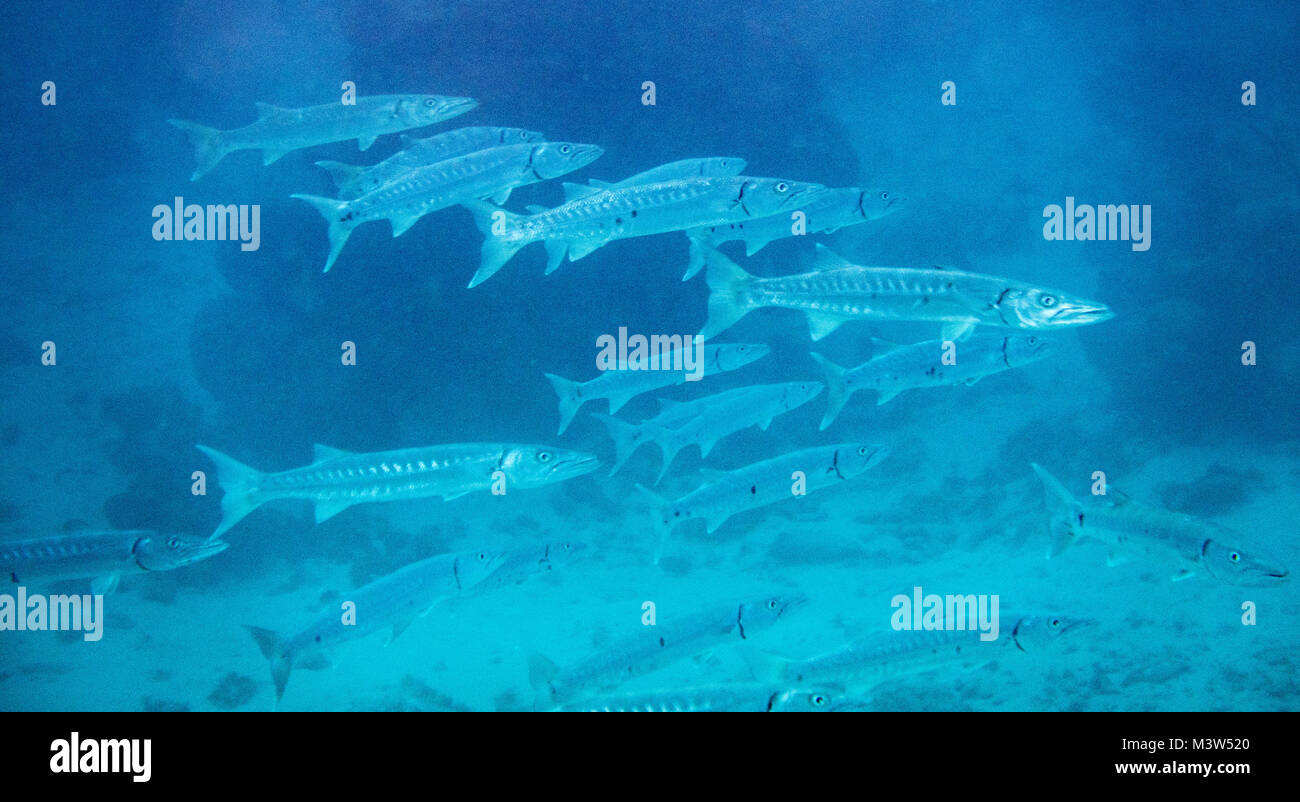 Giant barracuda Banque de photographies et d’images à haute résolution - Alamy