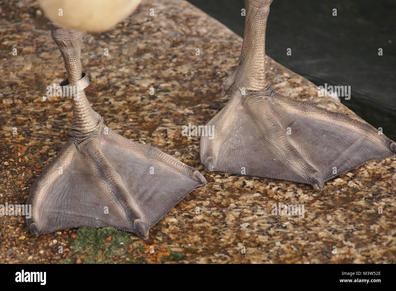 Un gros plan montrant les pattes palmées d'un cygne muet dans les ...