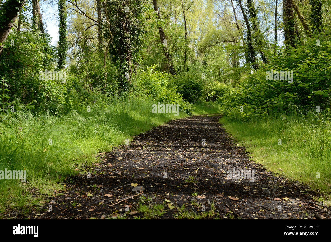 Feuillage des chemins de terre Banque de photographies et d’images à ...