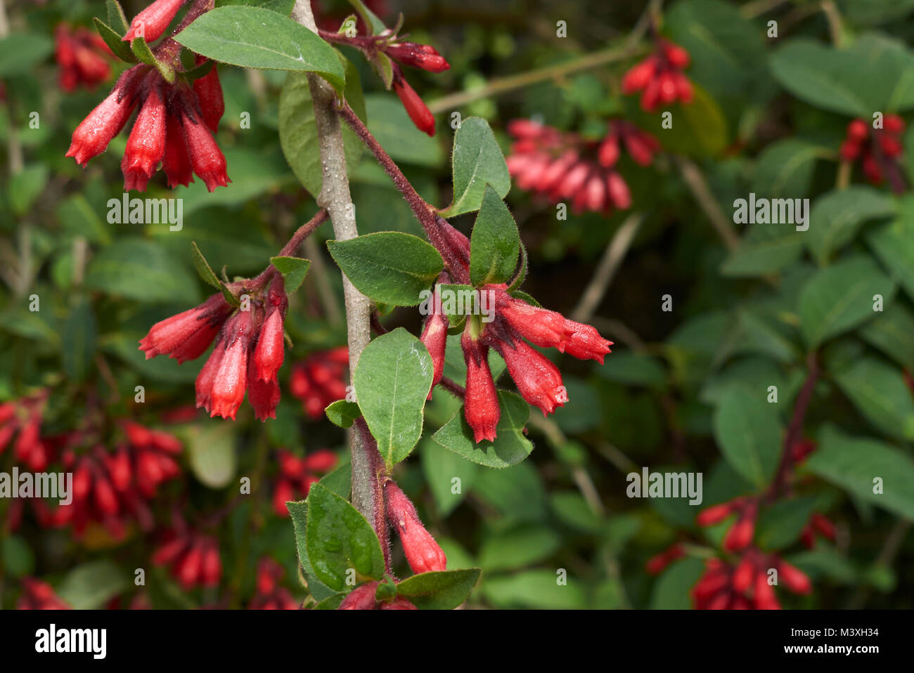 Red cestrum Banque de photographies et d’images à haute résolution - Alamy