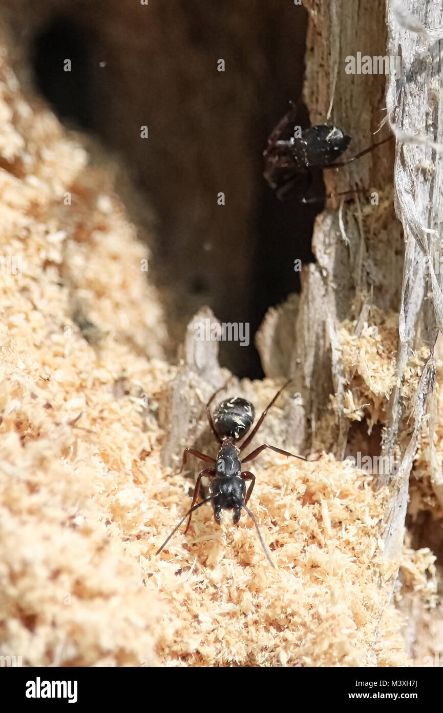 Les fourmis charpentières boréale construire leur nid dans un arbre ...
