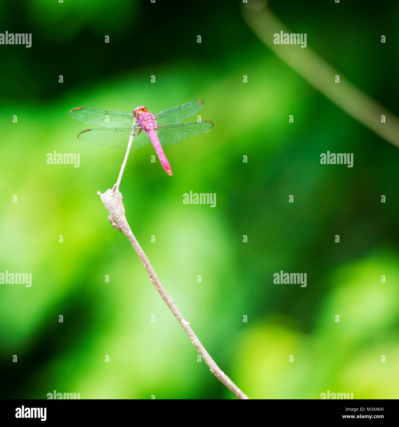 Libellule rouge se trouve sur une branche avec ses ailes affichées dans ...