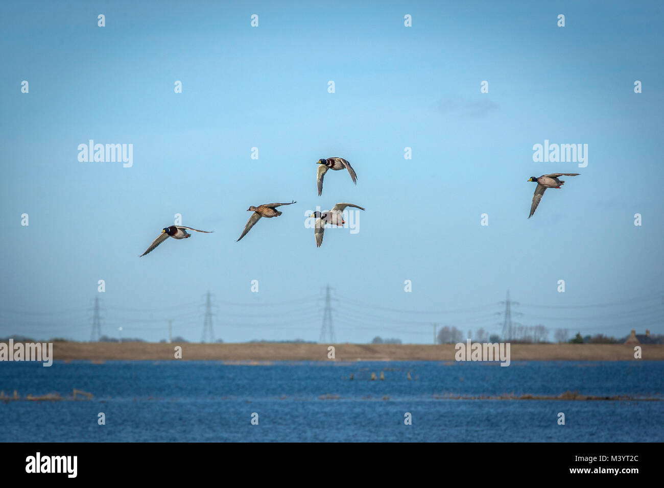 Canards colvert en vol Banque de photographies et d’images à haute ...