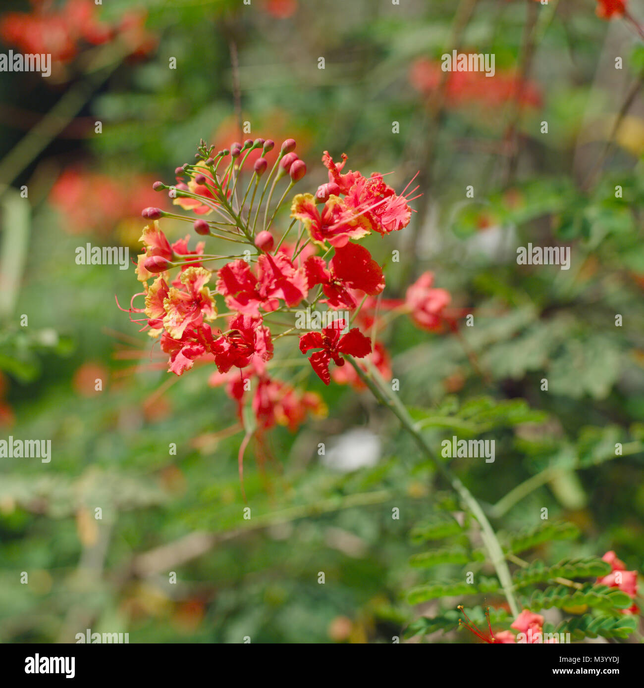 Fleurs arbre flamboyant (Royal Poinciana, Delonix regia, Flame Tree ...