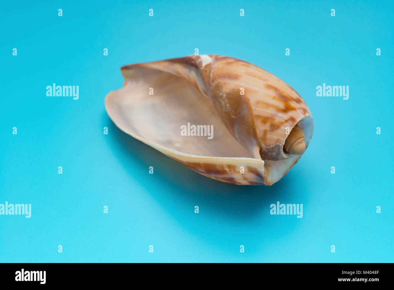 Cymbium olla Banque de photographies et d’images à haute résolution - Alamy