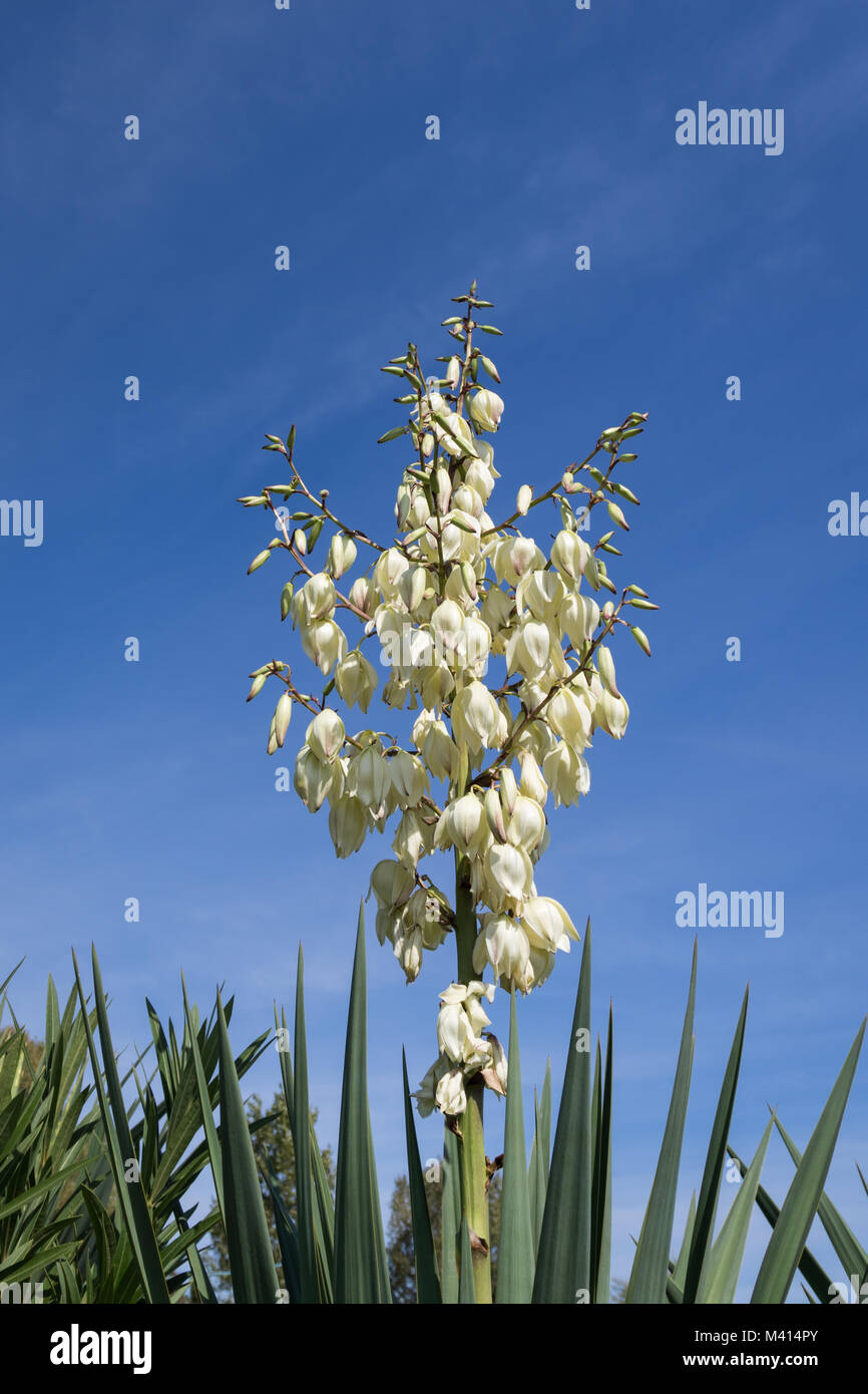Fleur de yucca Banque de photographies et d’images à haute résolution ...