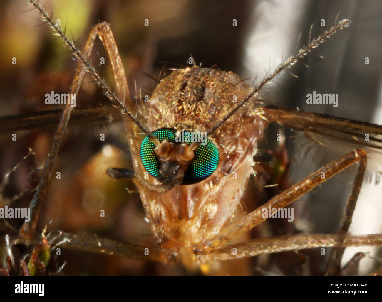 Mosquito closeup Banque de photographies et d’images à haute résolution ...