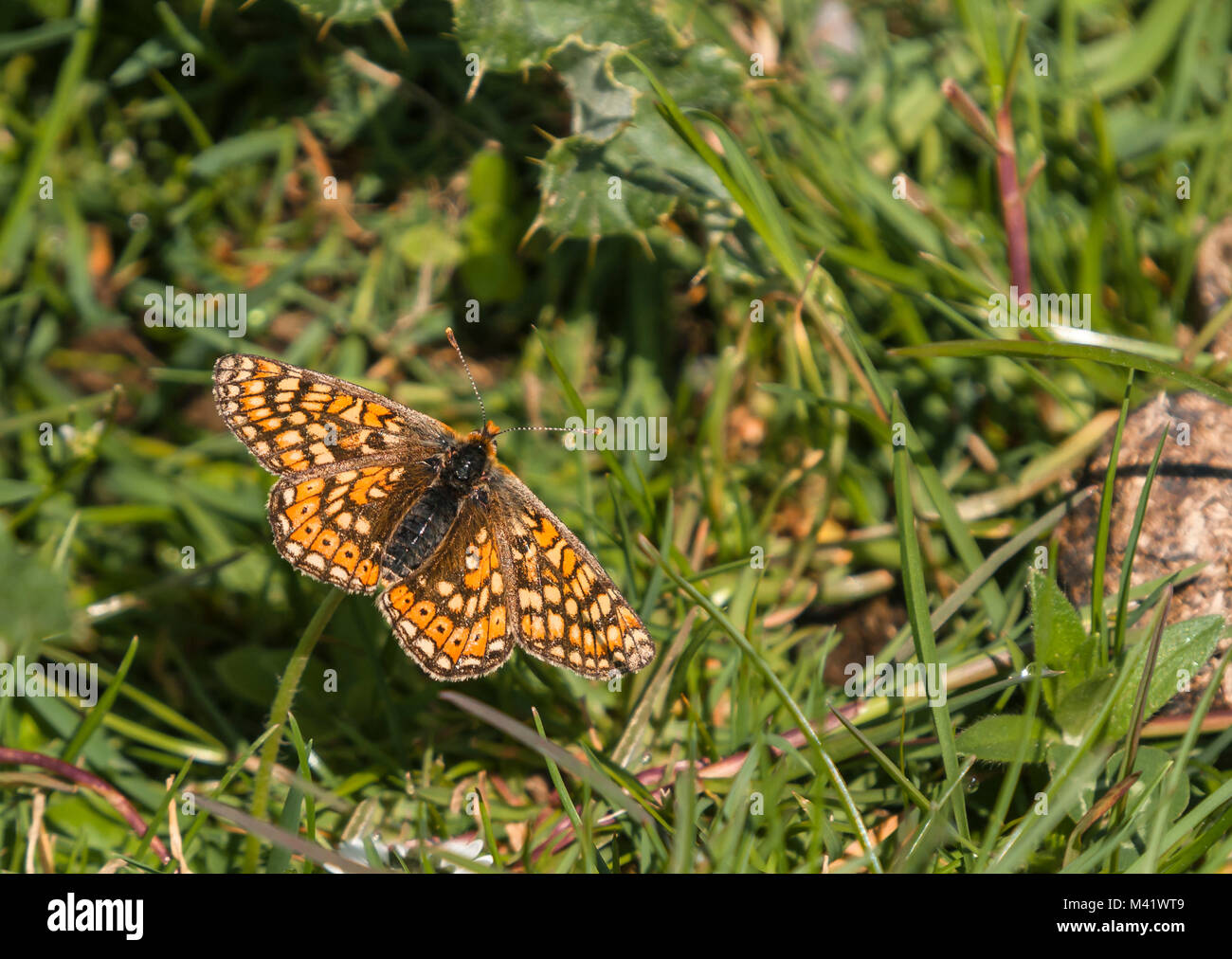 Insecte sans ailes antennes Banque de photographies et d’images à haute ...