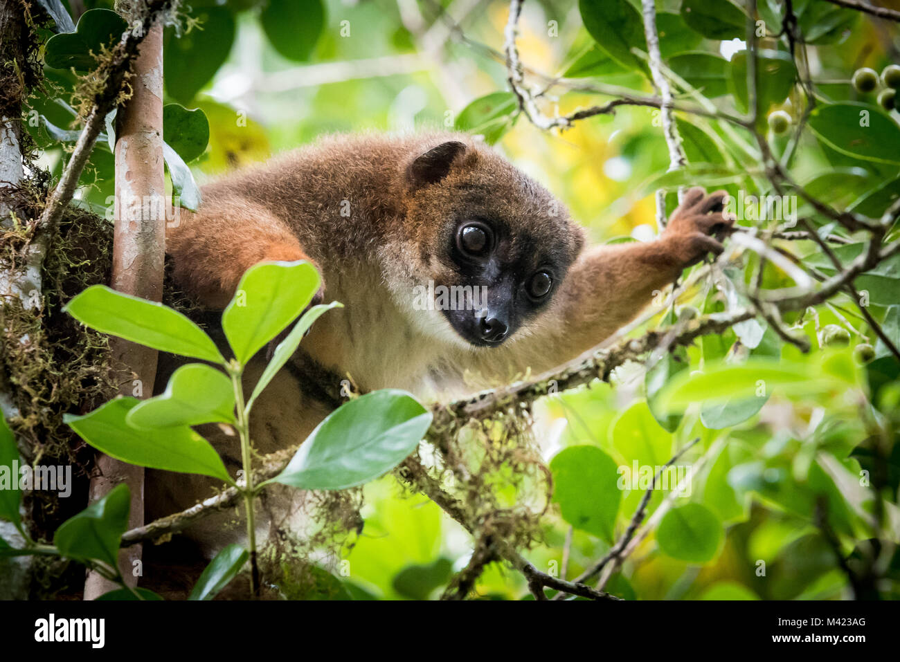 Lémur brun à front rouge Banque de photographies et d’images à haute ...