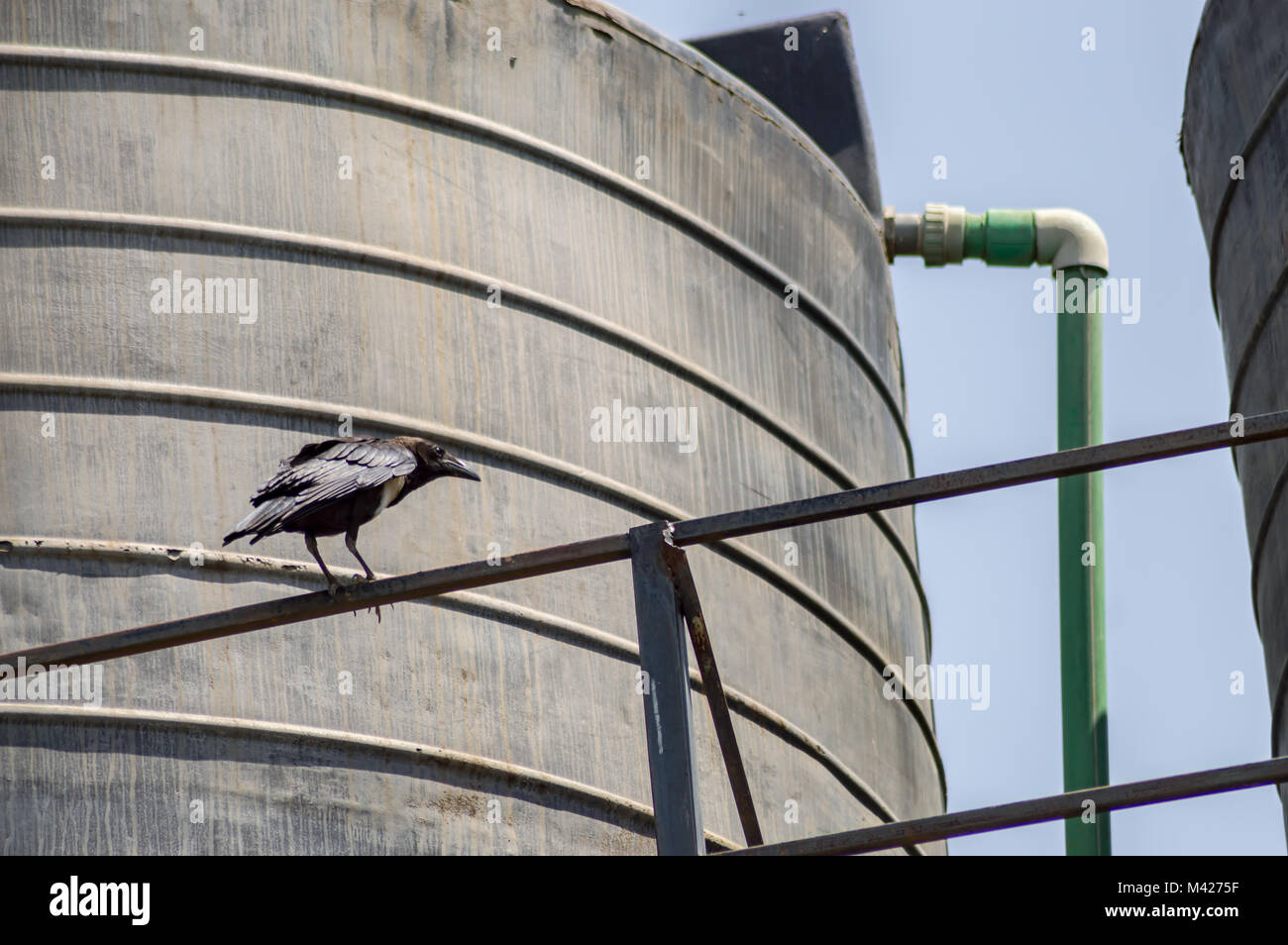 Noir corbeau perché sur la barrière d'un réservoir d'eau dans un jardin ...