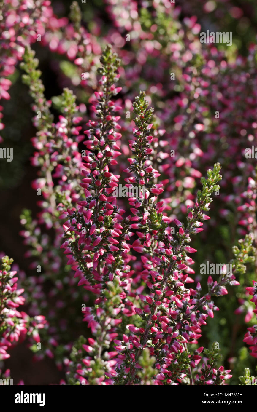 Calluna vulgaris hybride Banque de photographies et d’images à haute ...