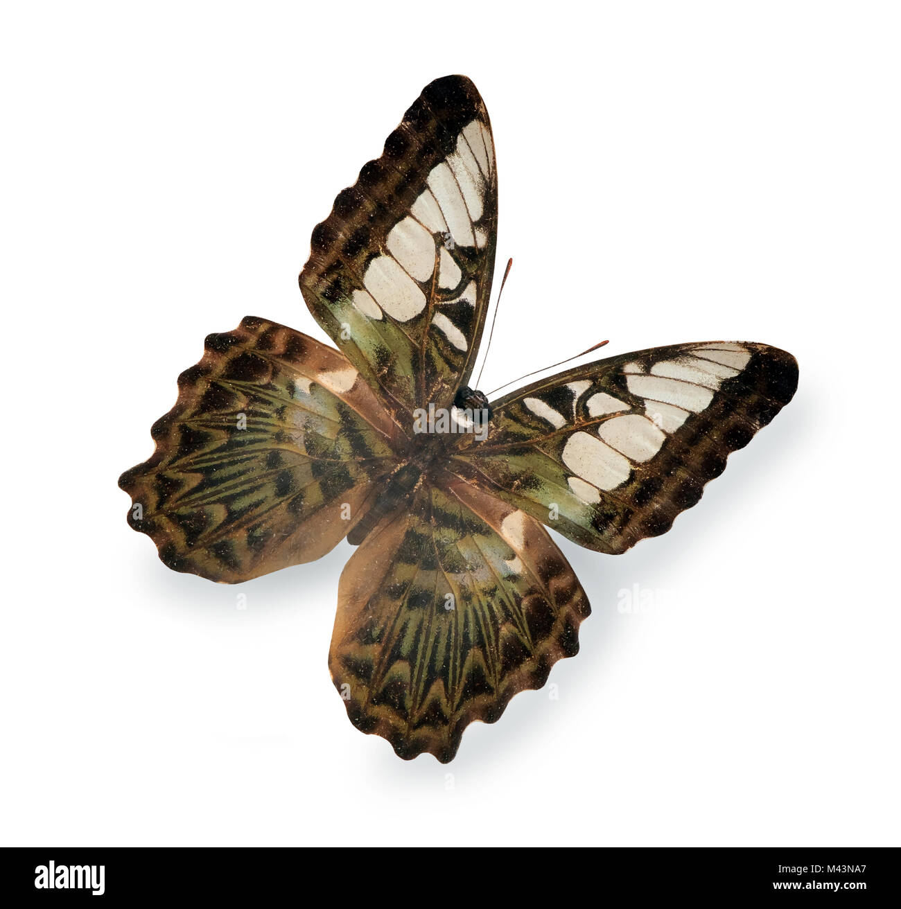 Papillon sur fond blanc Banque d'images détourées - Alamy