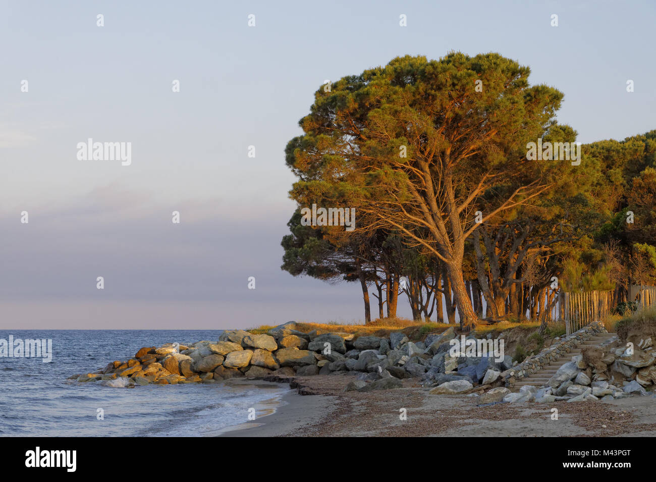Pinus pinea, pin parasol, pin parasol, Corse Photo Stock - Alamy