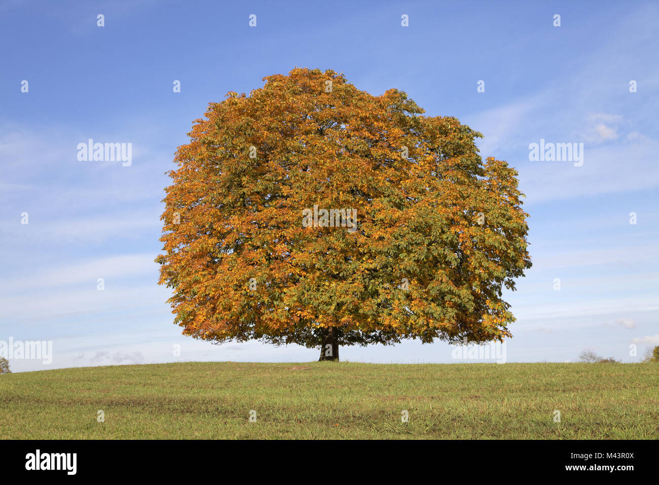 Arbre de marronnier en automne Banque de photographies et d’images à ...