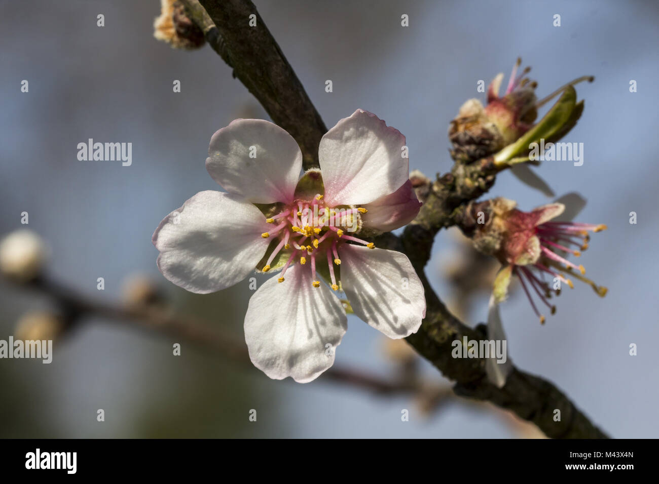 Prunus dulcis amara Banque de photographies et d’images à haute ...