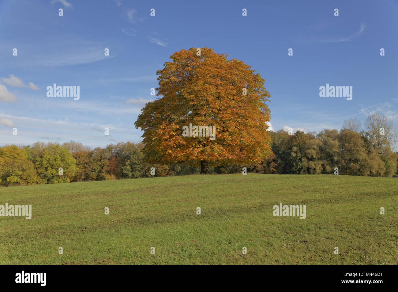 Arbre de marronnier en automne Banque de photographies et d’images à ...