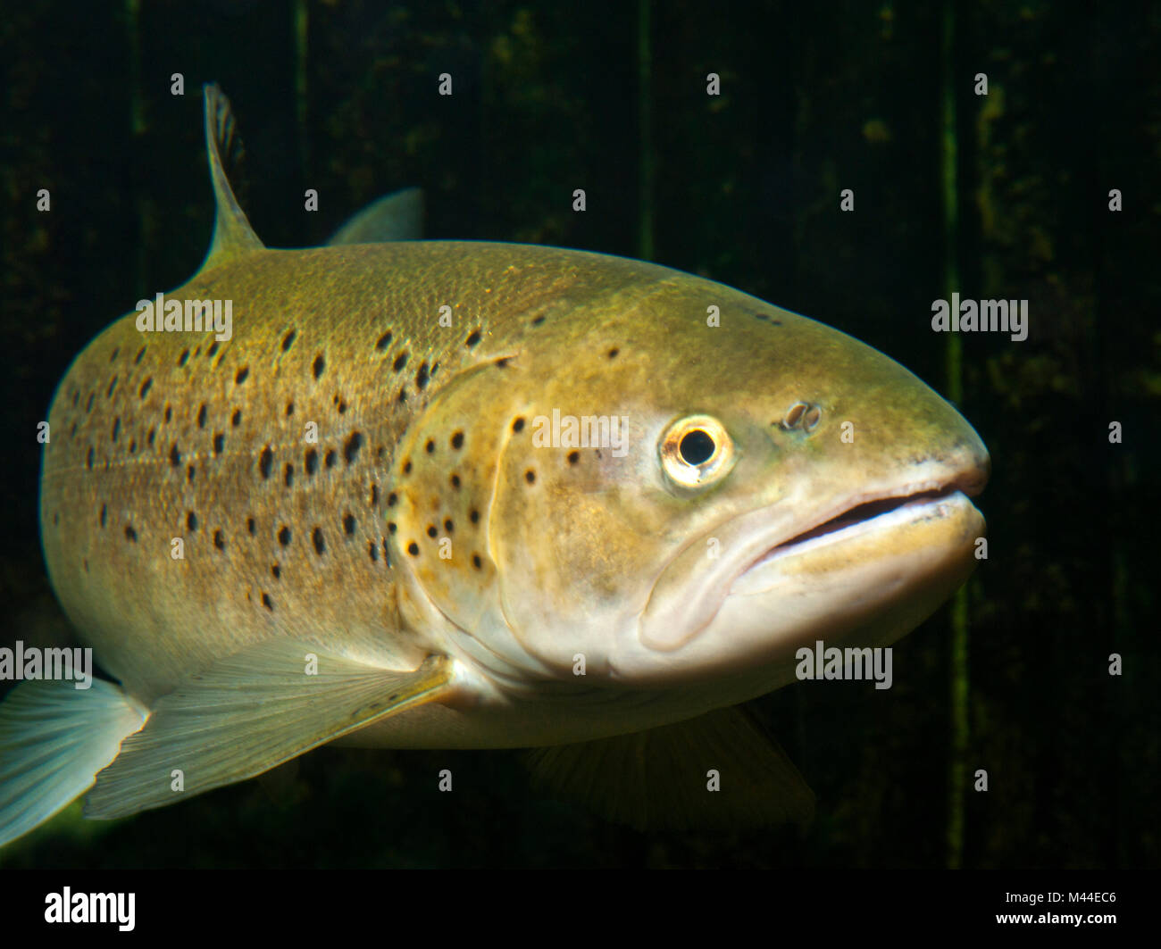 Truite de mer salmo trutta trutta adulte Banque de photographies et d ...